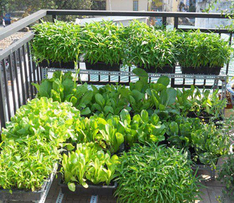 Tổng hợp cách trồng rau sạch tại nhà đơn giản an toàn